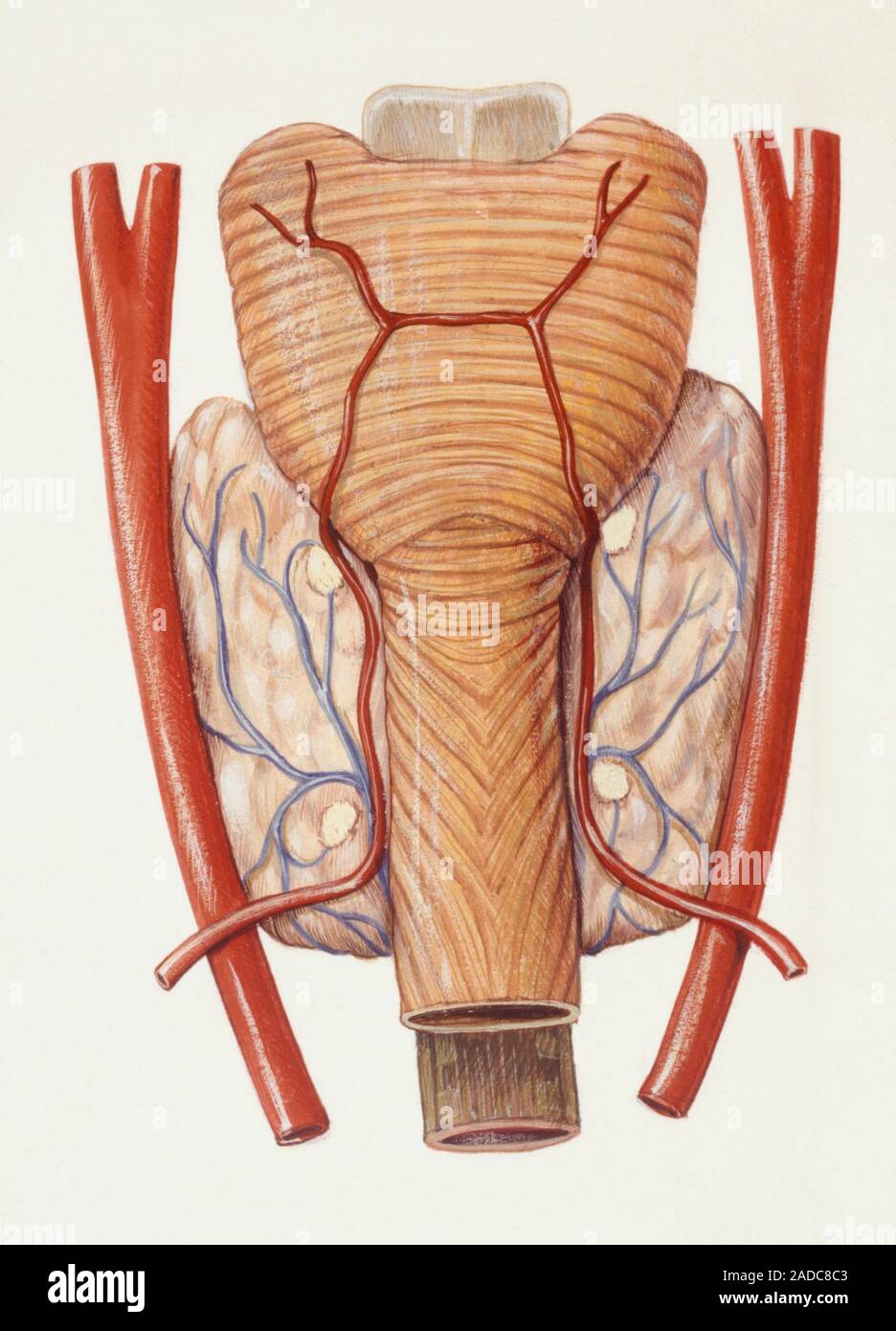 Parathyroid glands, illustration Stock Photo - Alamy