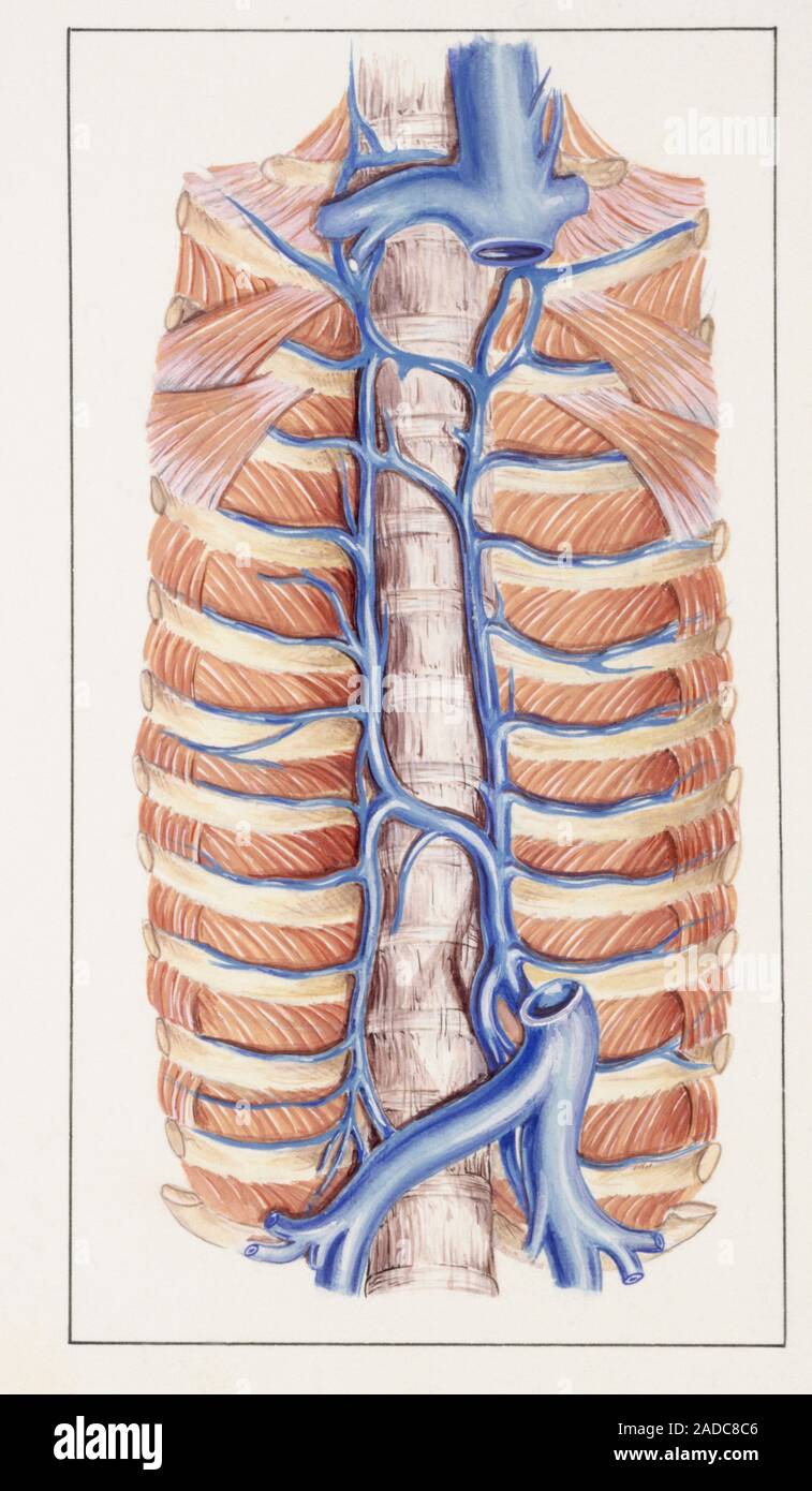 Azygos vein, illustration Stock Photo - Alamy