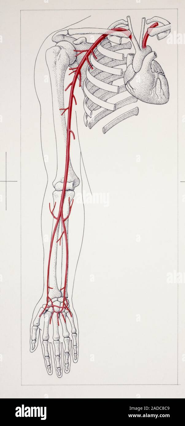 Subclavian artery. Illustration Stock Photo - Alamy