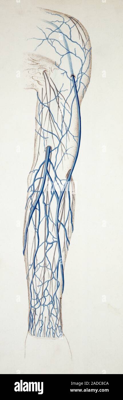 Superficial veins of arm, illustration Stock Photo - Alamy