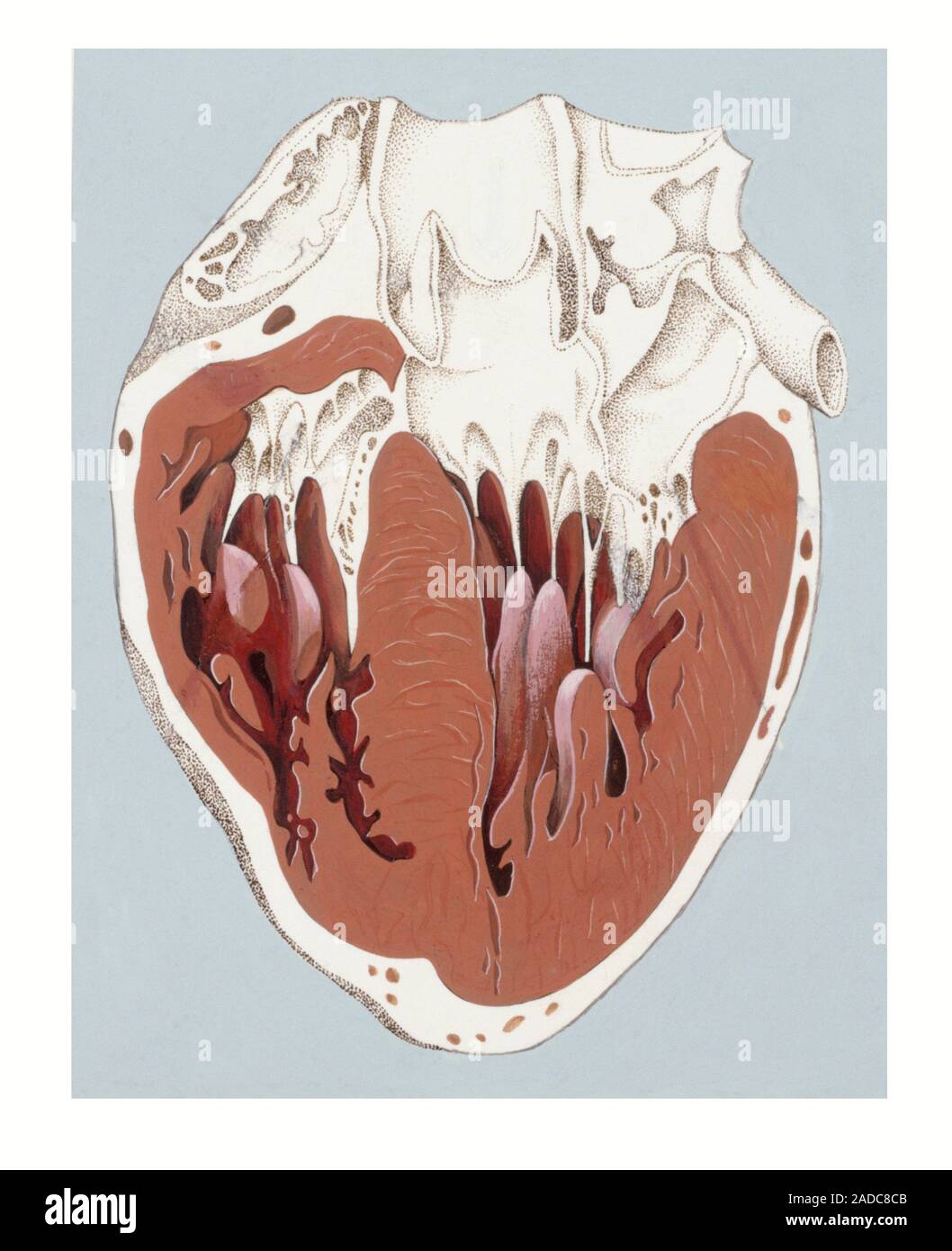 Cross section of heart, illustration Stock Photo - Alamy