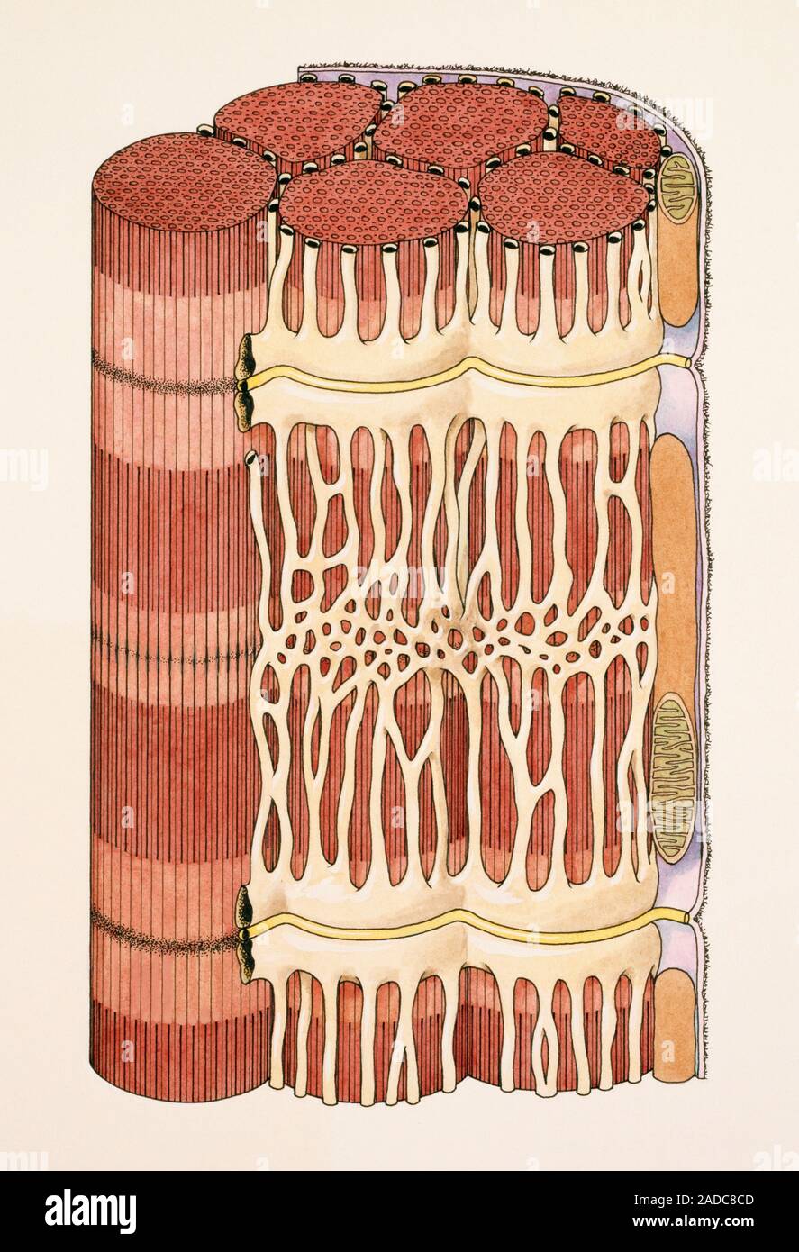 Striated muscle fiber, illustration Stock Photo - Alamy