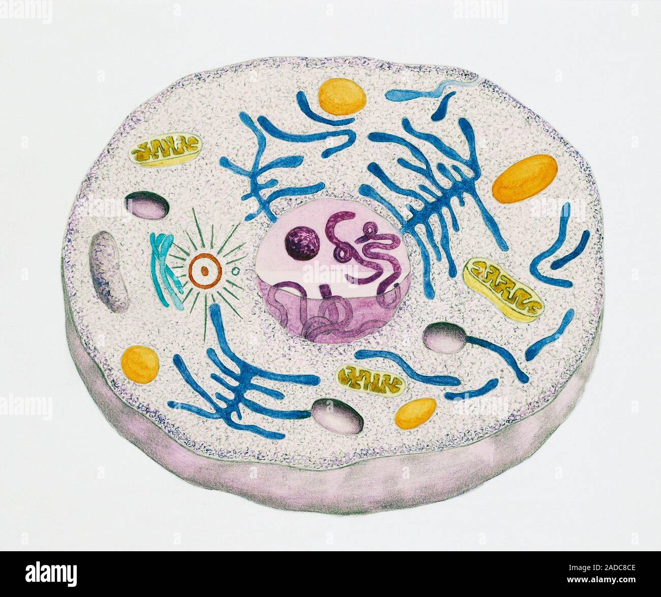 Structure of an animal cell, illustration Stock Photo - Alamy