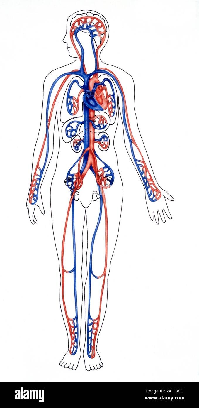 Circulatory system, illustration Stock Photo - Alamy