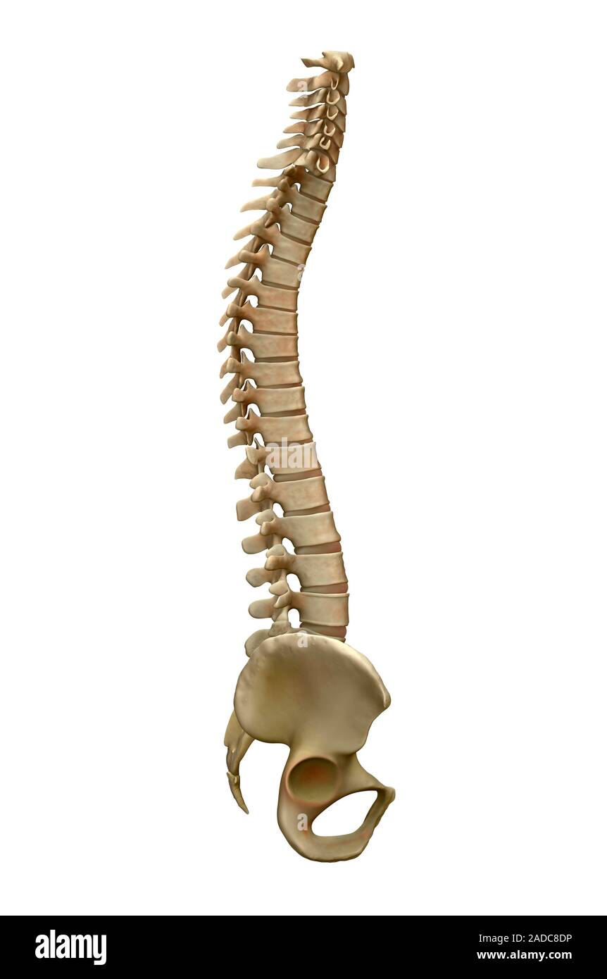 Human backbone. Illustration of a lateral (side) view of the human ...