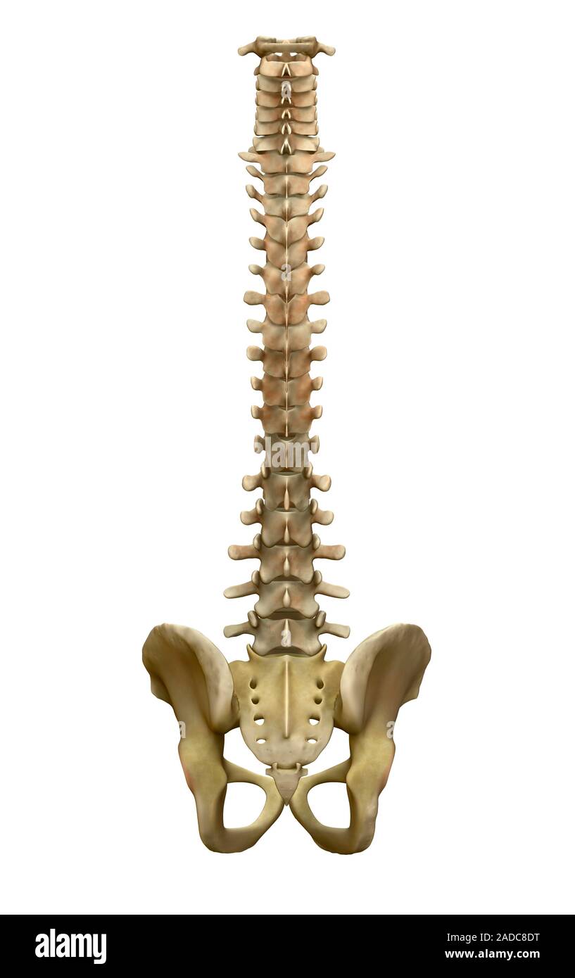Human backbone. Illustration of a posterior (rear) view of the human ...