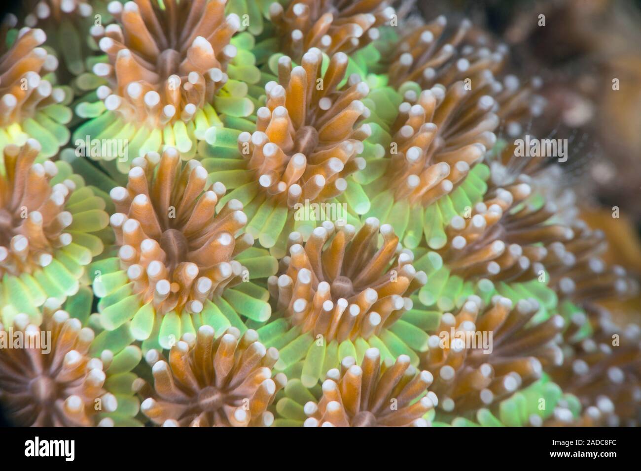 Galaxea hard coral polyps extended during the day. This hard coral ...