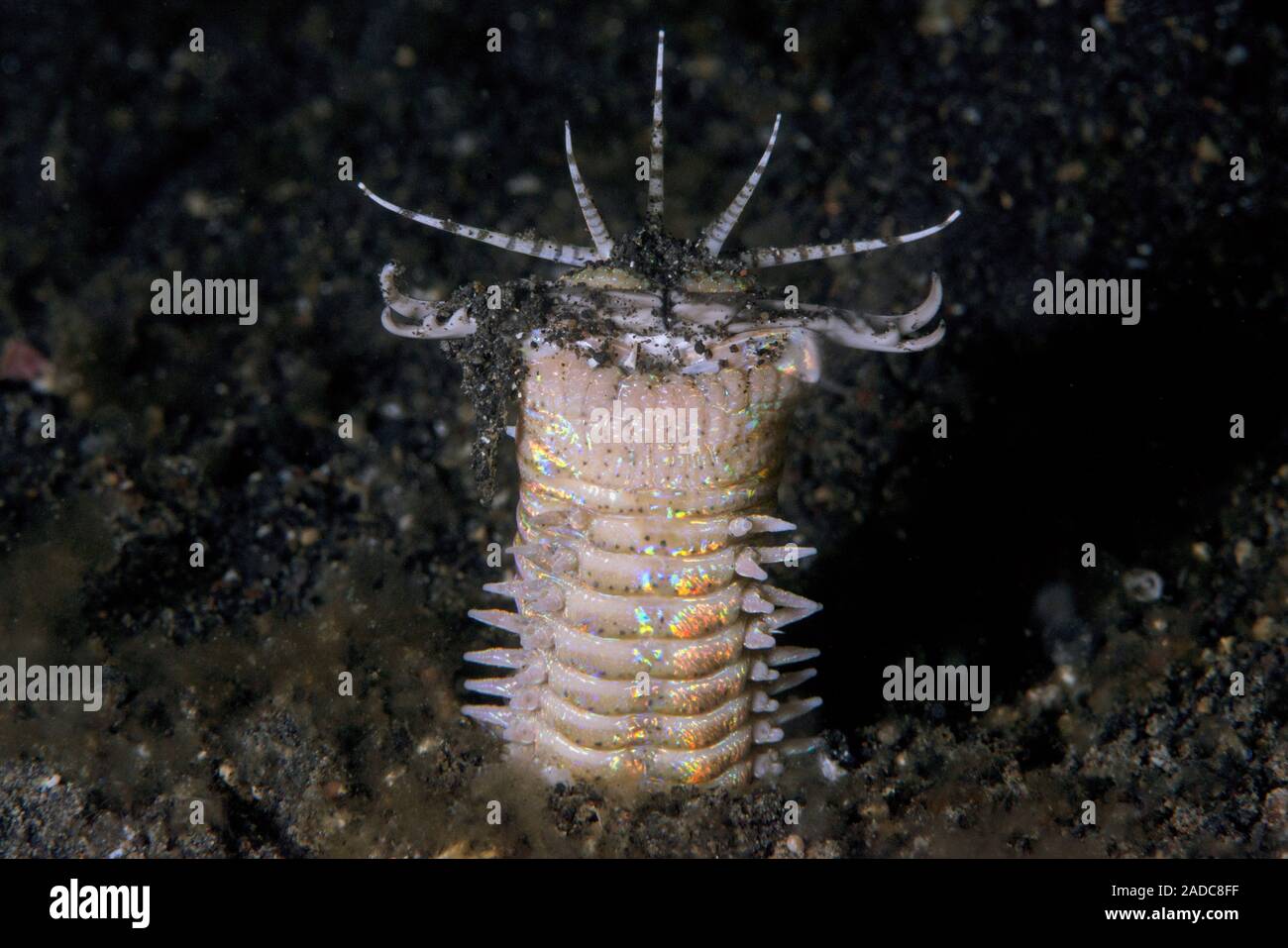 Bobbit worm (Eunice aphroditois) on the seabed. This polychaete worm ...