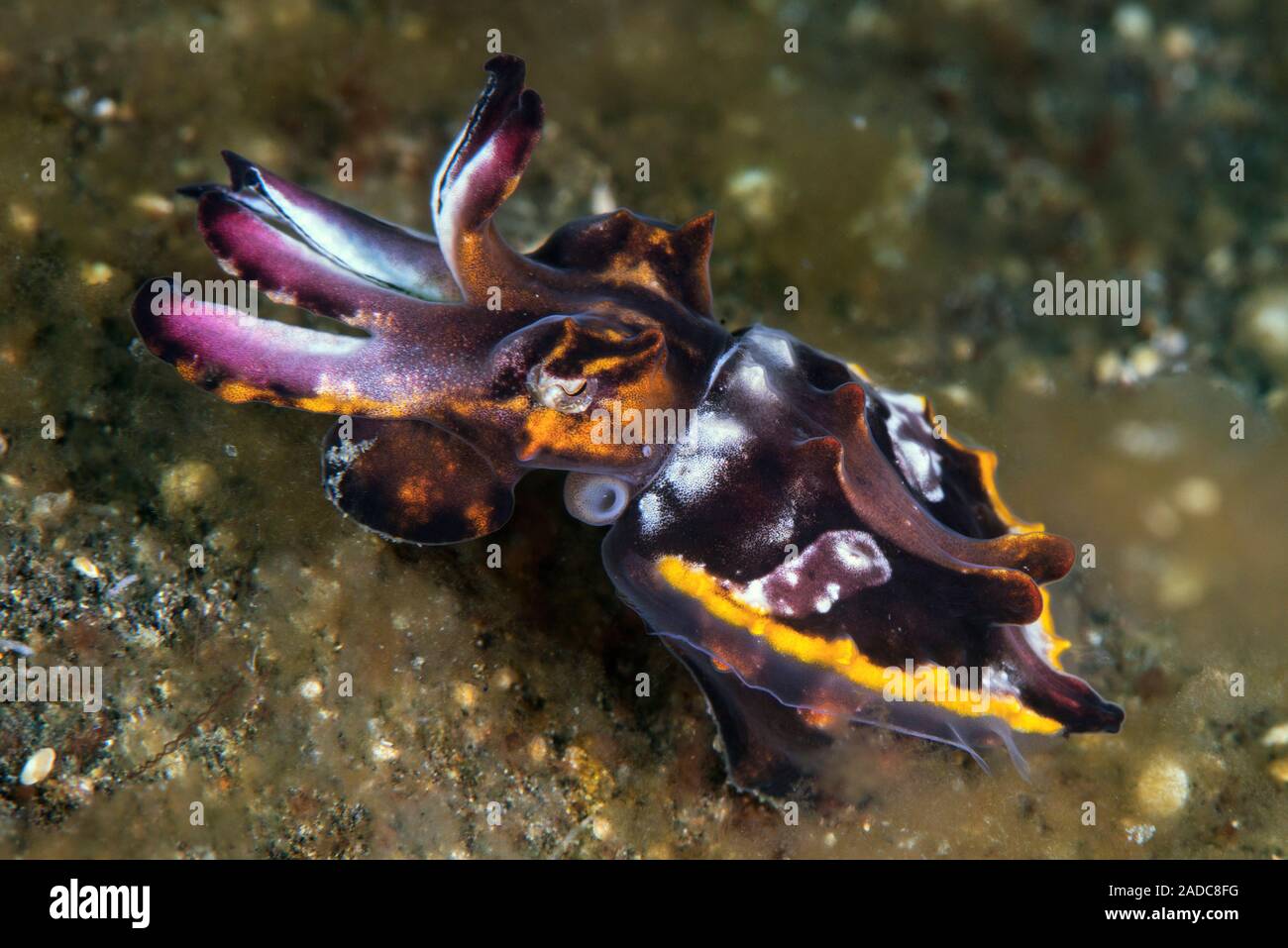 Flamboyant cuttlefish (Metasepia pfefferi), the only known poisonous ...