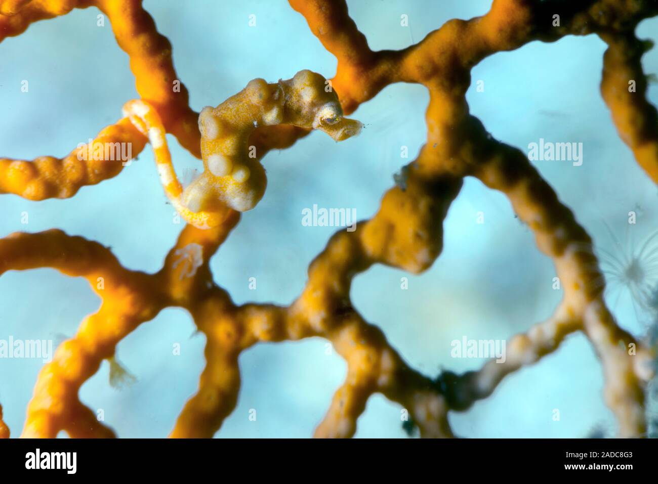 Seahorse on gorgonian. Weedy pygmy seahorse (Hippocampus pontohi ...