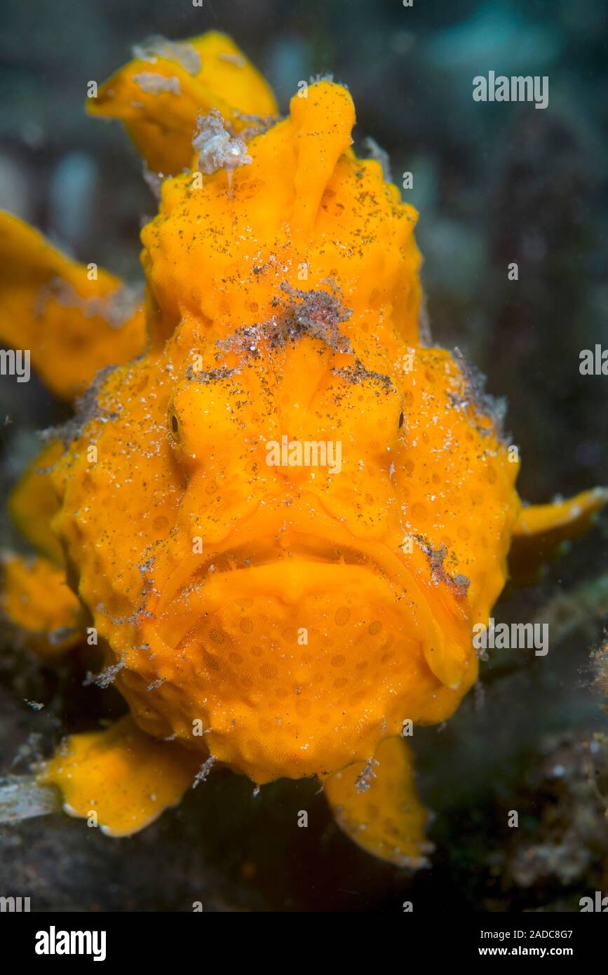 Shaggy frogfish (Antennarius hispidus), with its pom-pom shaped lure ...