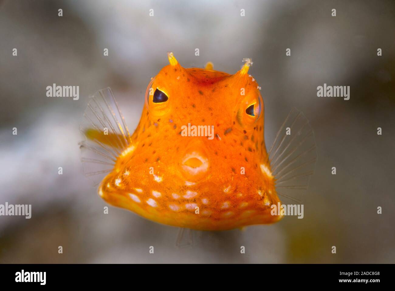 Juvenile longhorn cowfish (Lactoria cornuta) This fish is also called ...