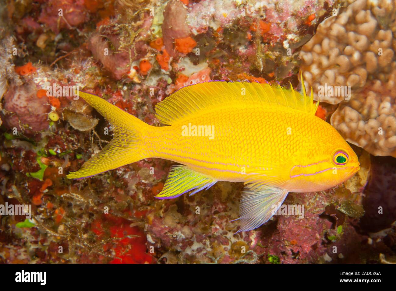 A female squarespot anthias (basslet), Pseudanthias pleurotaenia, Fiji ...