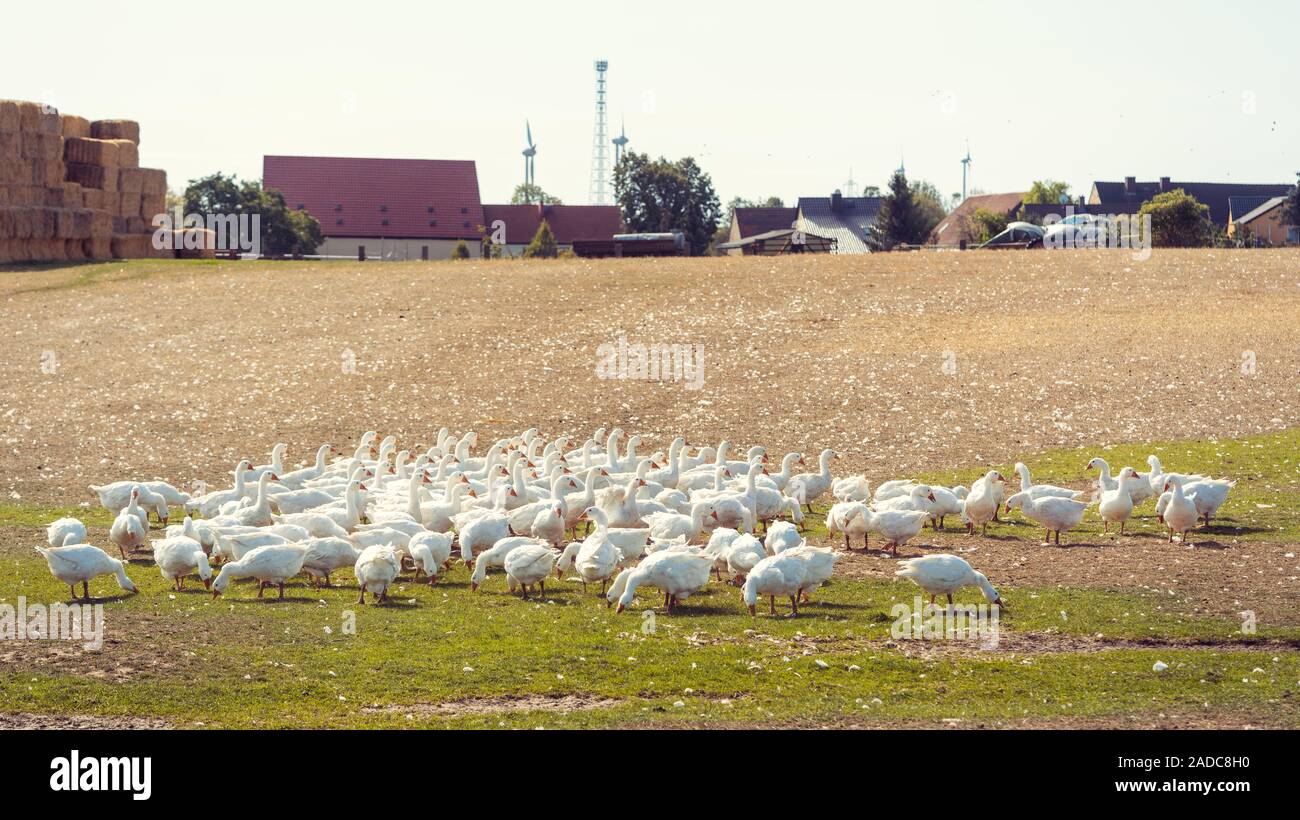 Agriculture farming geese poultry hi-res stock photography and images ...