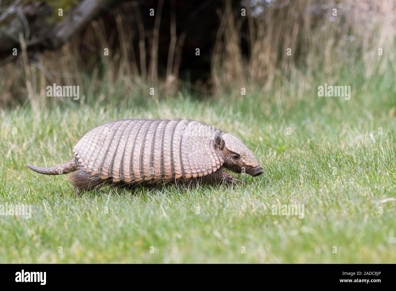 Large hairy armadillo (Chaetophractus villosus). Armadillos are mammals found in South America ...