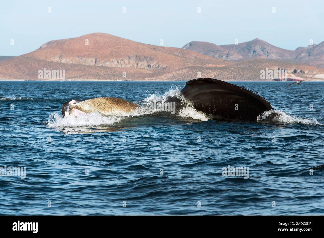 Humpback whale (Megaptera novaeangliae) lunge feeding. During lunging ...