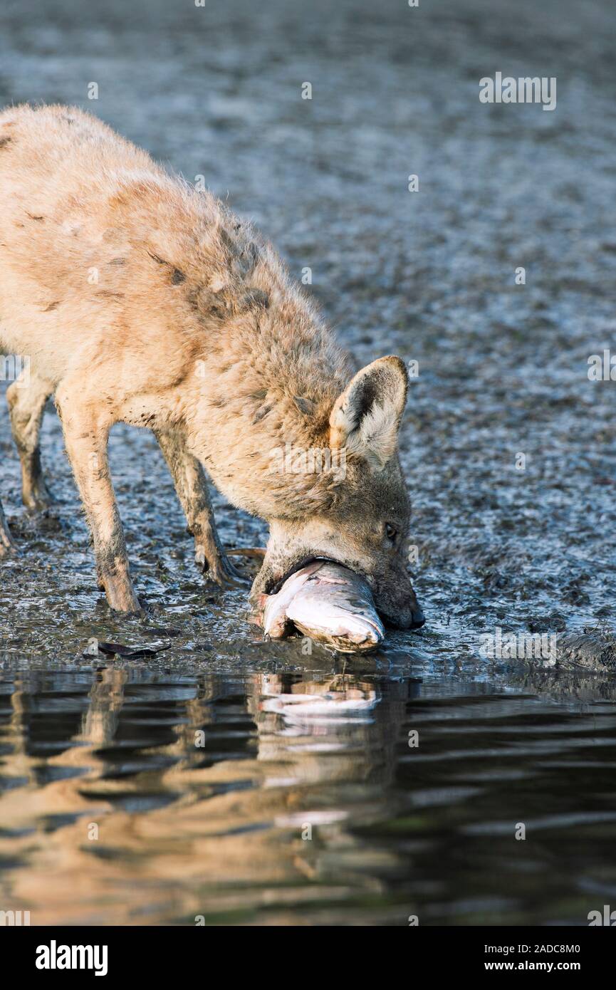 Coyote (Canis latrans) scavenging a dead fish in a mangrove swamp ...