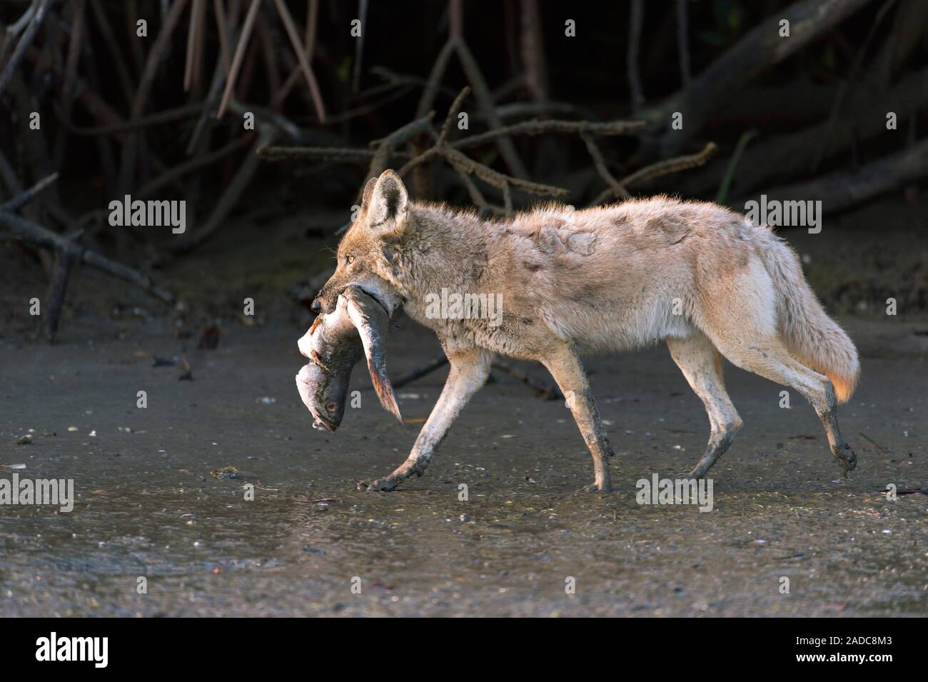Coyote (Canis latrans) scavenging a dead fish in a mangrove swamp ...