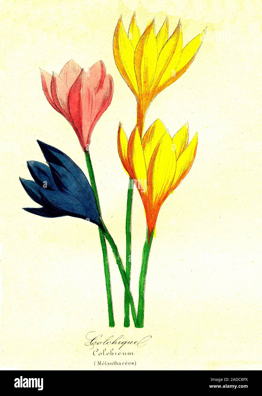 Autumn crocus (Colchicum sp.) flowers. 1855 French illustration of ...