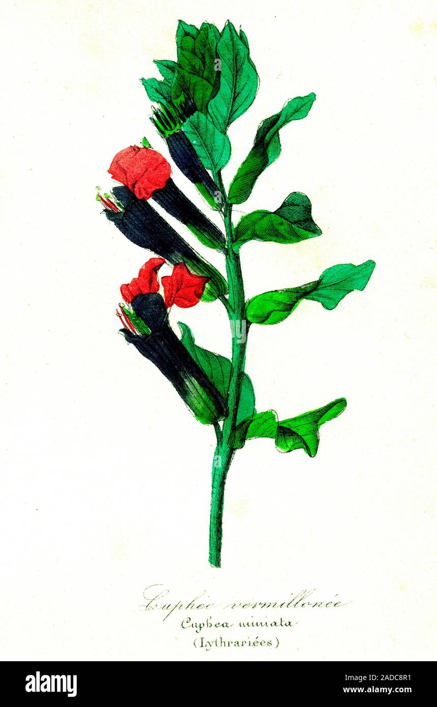 Cuphea miniata flowers. 1855 French illustration of flowers from a ...