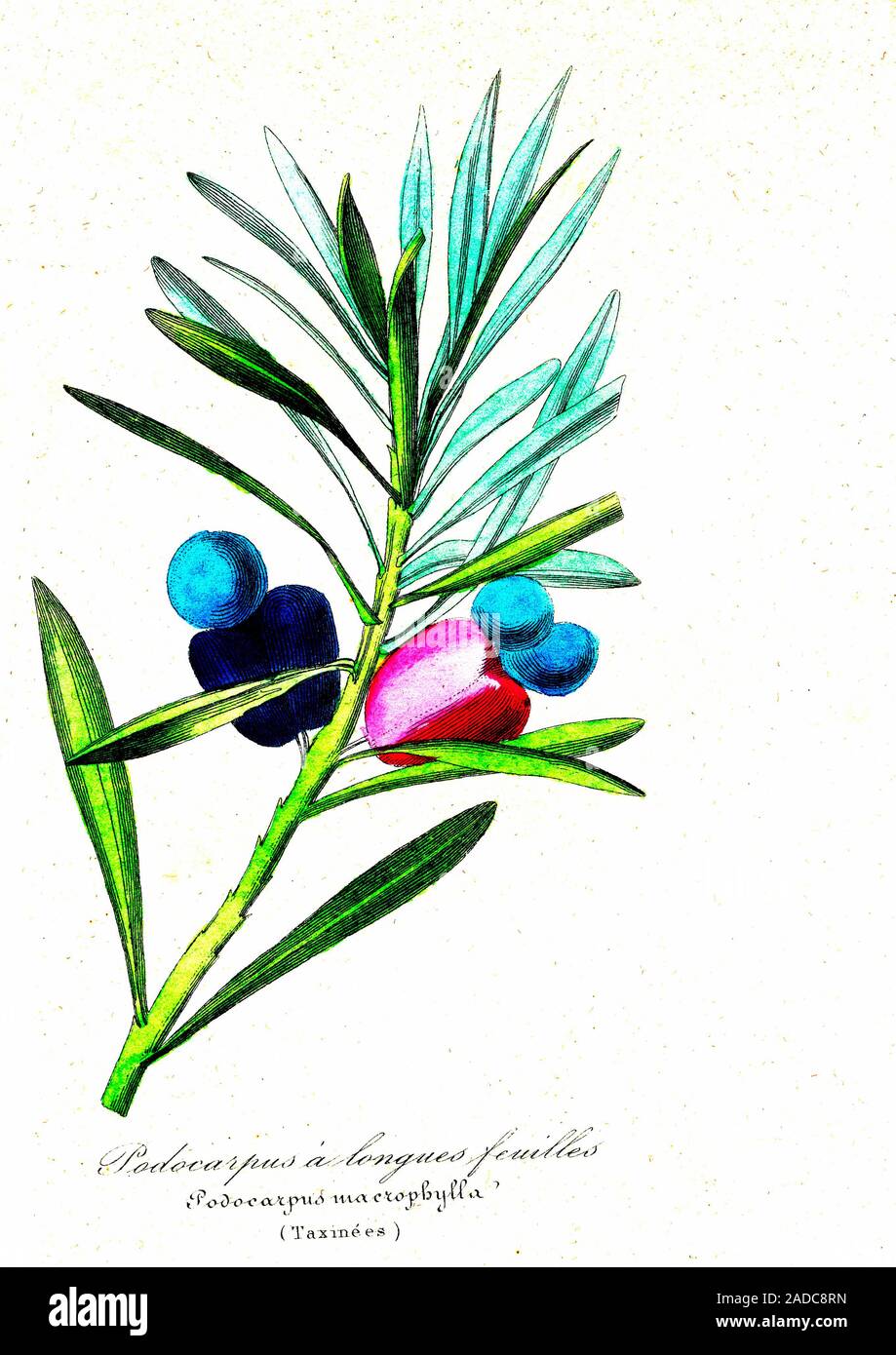 Buddhist pine (Podocarpus macrophylla) fruit. 1855 French illustration ...