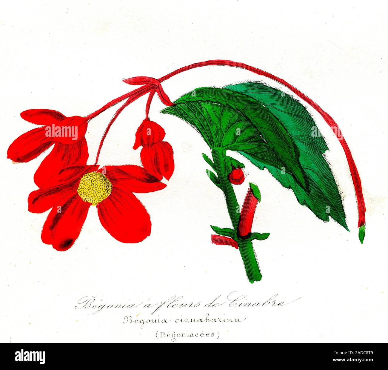 Begonia cinnabarina flowers. 1855 French illustration of leaves and ...