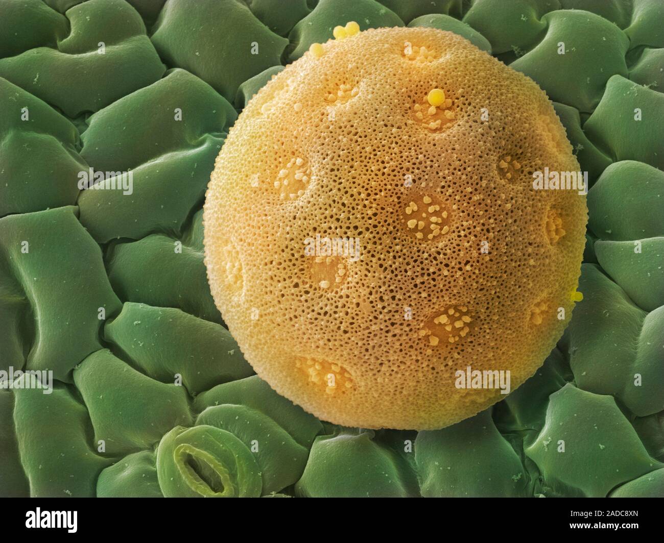 Coloured scanning electron micrograph (SEM) of bindweed (Calystegia ...