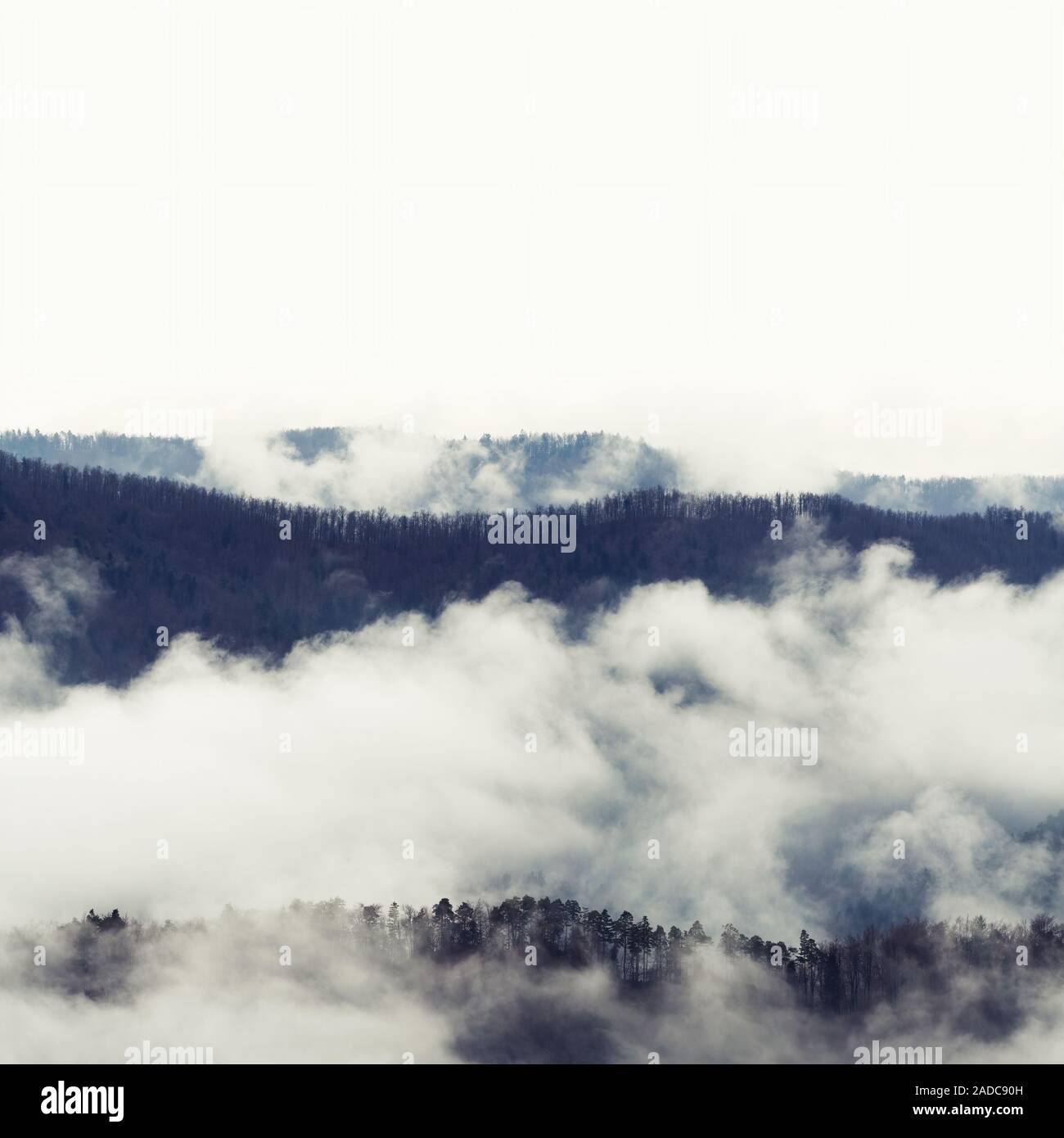 Layered slopes of mixed forest emerging from morning fog on a late ...