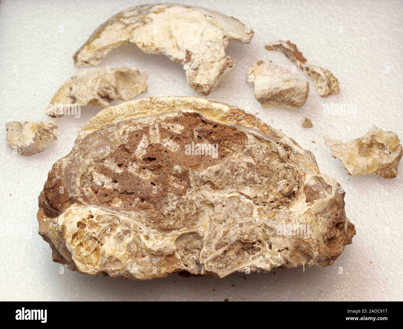 Fossil hominin skull and fragments, being prepared for reconstruction ...