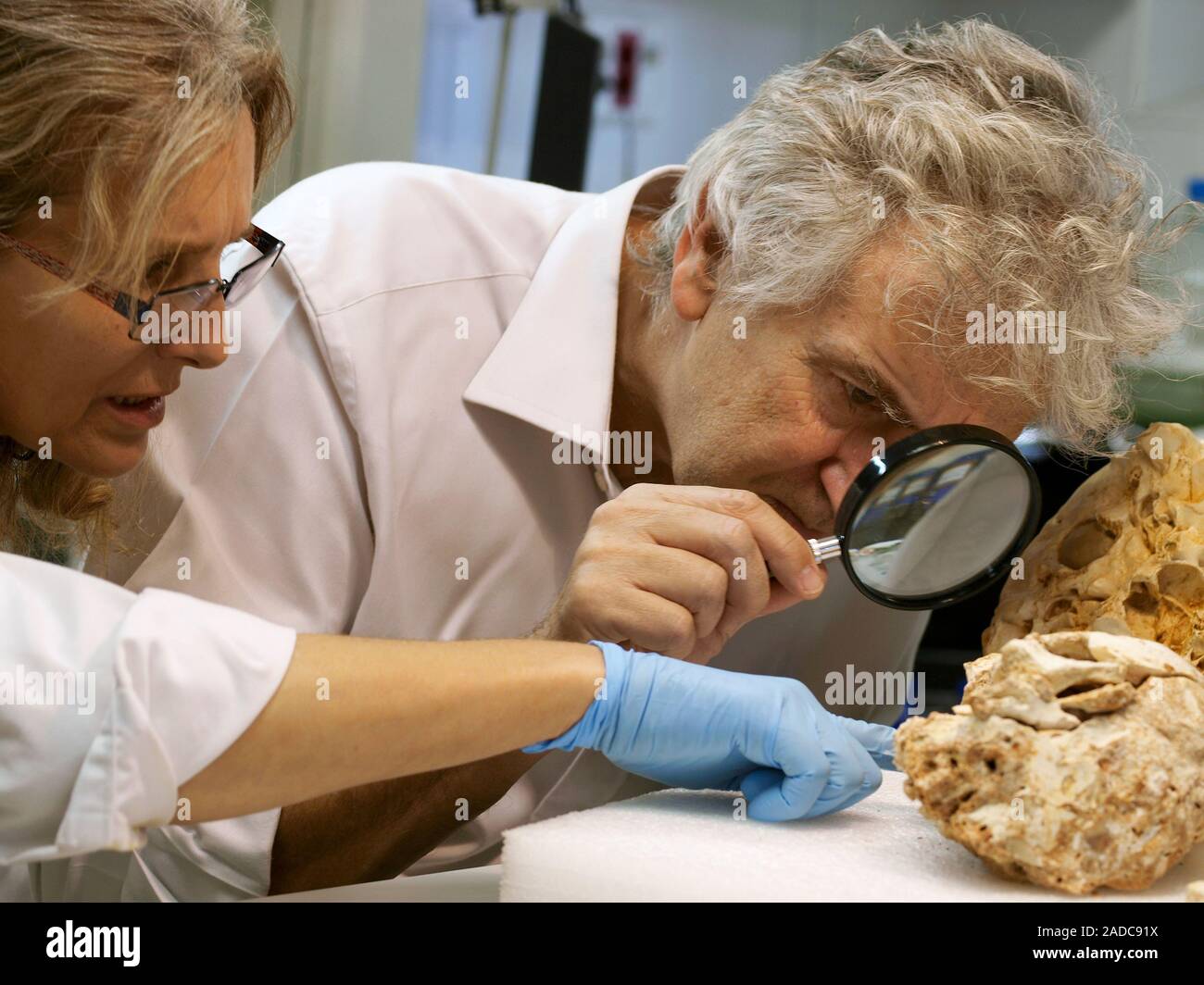 Fossil hominin skull reconstruction. Conservation technician and ...