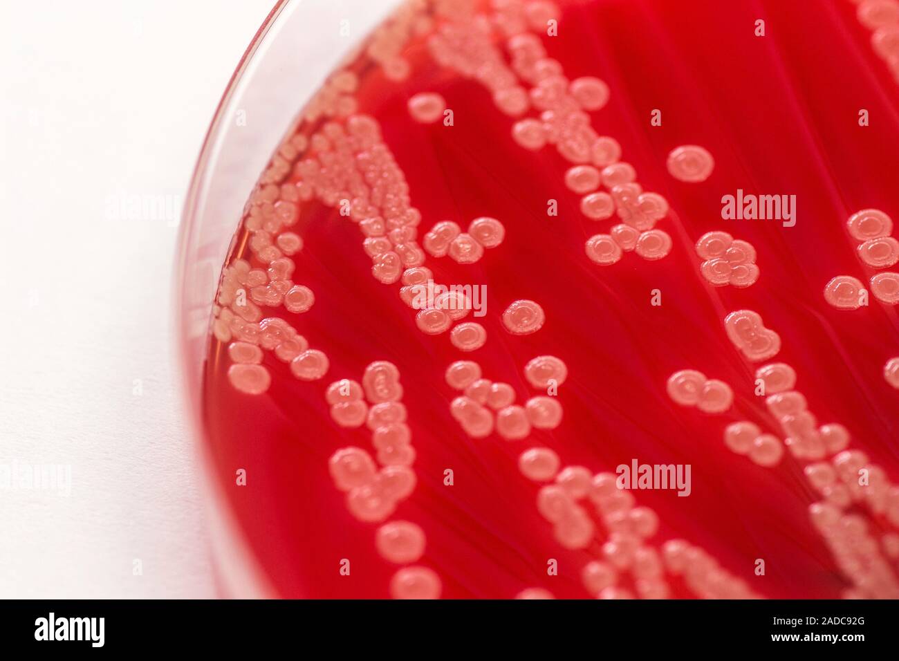 Bacillus pumilus culture. Petri dish containing a nutrient medium that ...