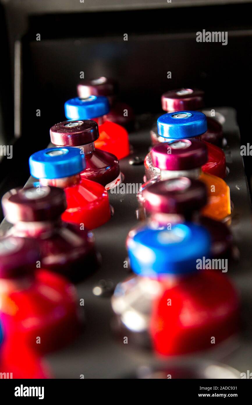 Blood culture bottles being analysed. Tray of standard blood culture ...