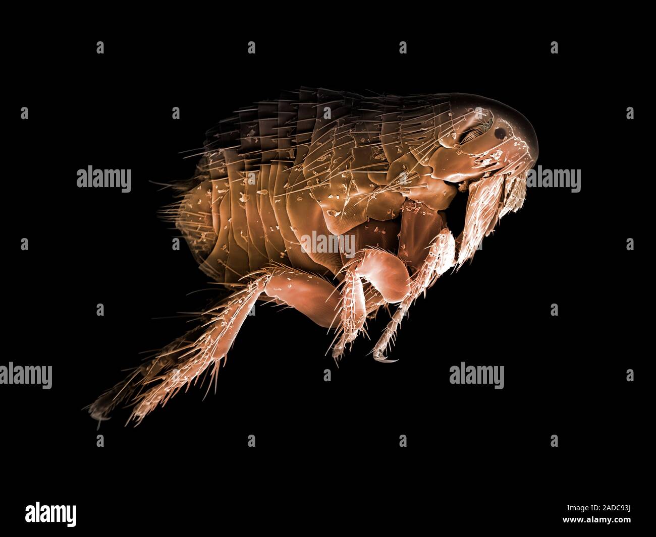Coloured scanning electron micrograph (SEM) of a dog flea ...