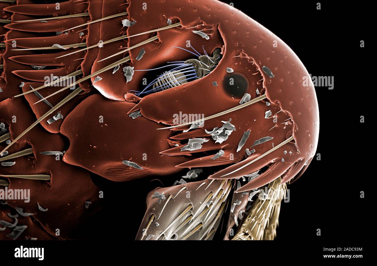 Coloured scanning electron micrograph (SEM) of a dog flea ...