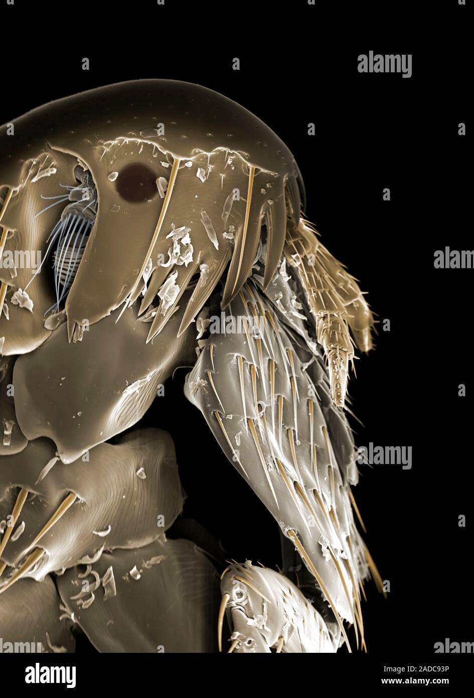 Coloured scanning electron micrograph (SEM) of a dog flea ...