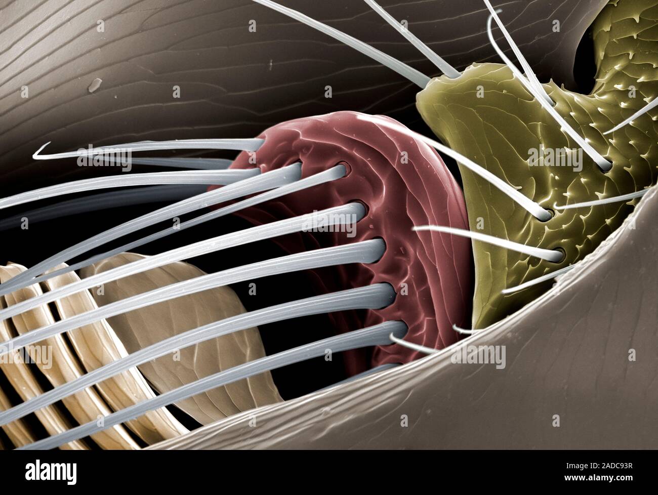 Coloured scanning electron micrograph (SEM) of a dog flea ...