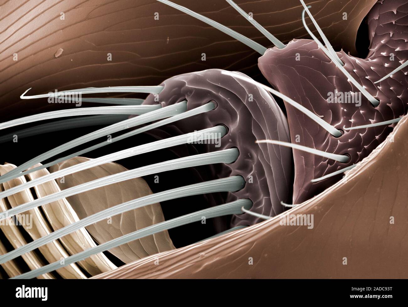 Coloured scanning electron micrograph (SEM) of a dog flea ...