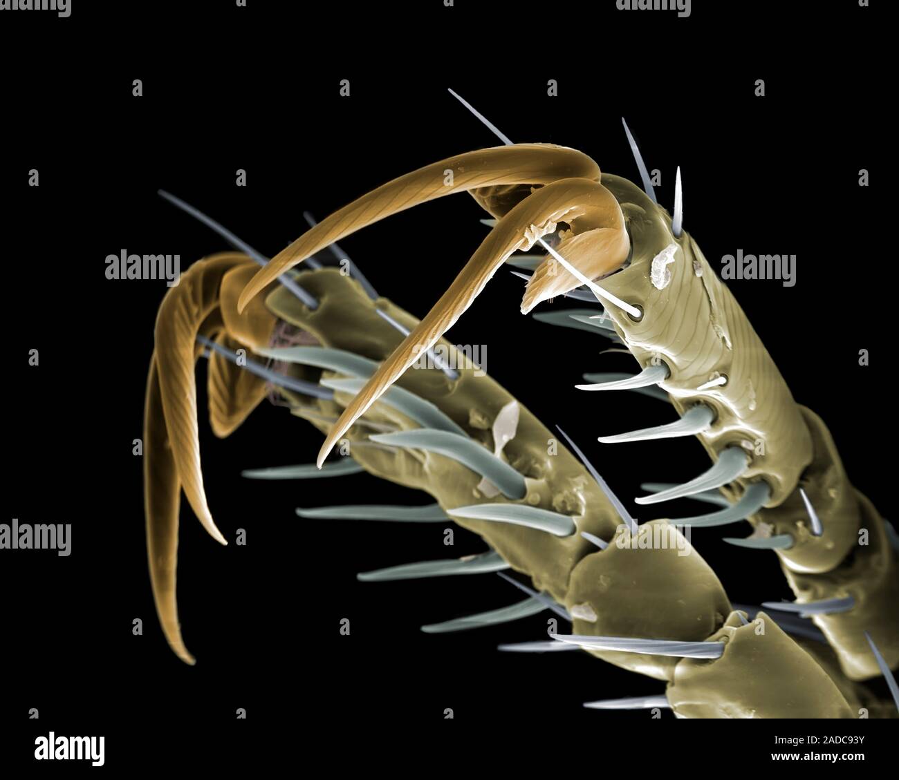 Coloured scanning electron micrograph (SEM) of dog flea ...