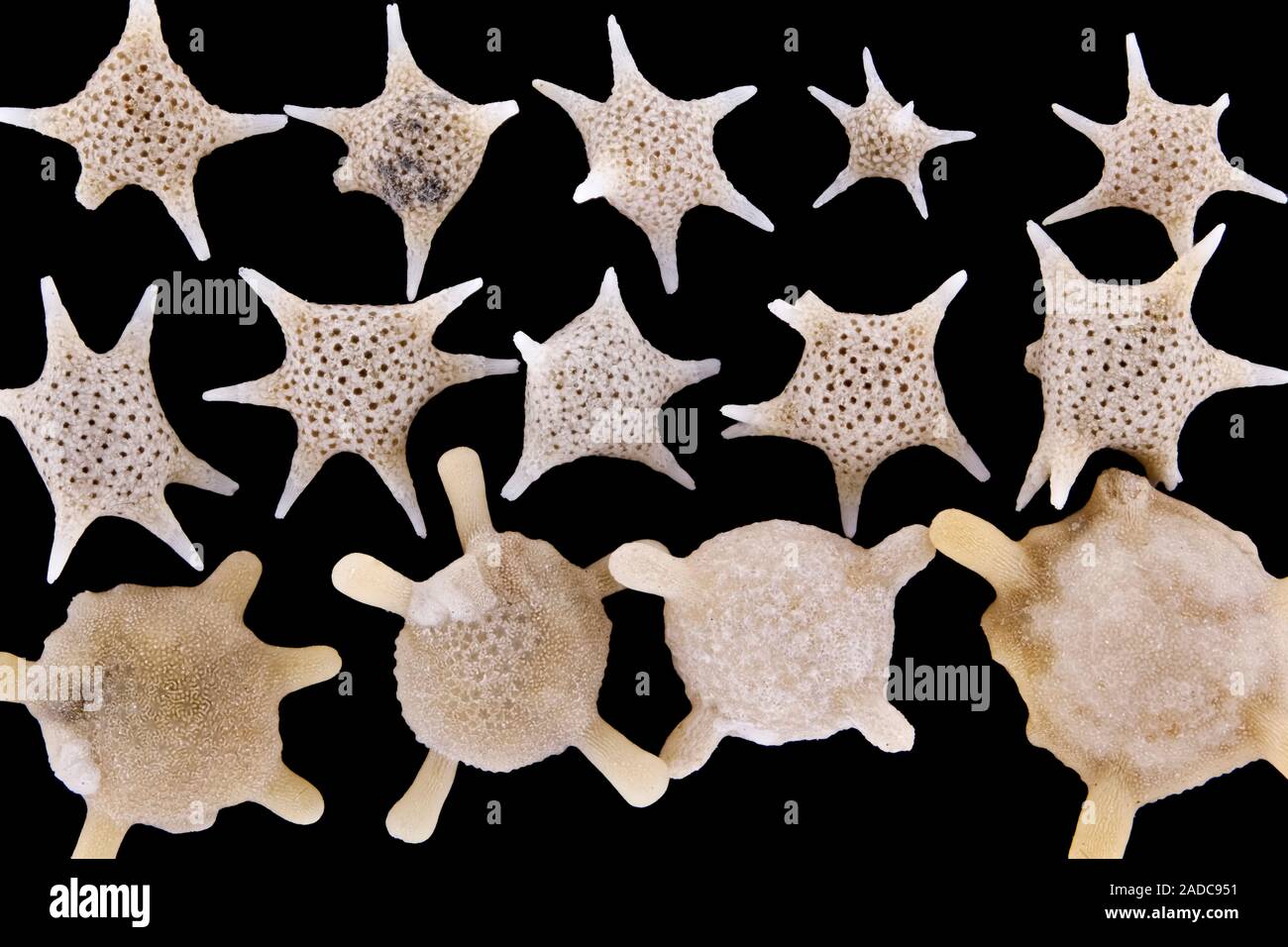 Foraminiferan shells. Macrophotograph of shells of Calcarina ...