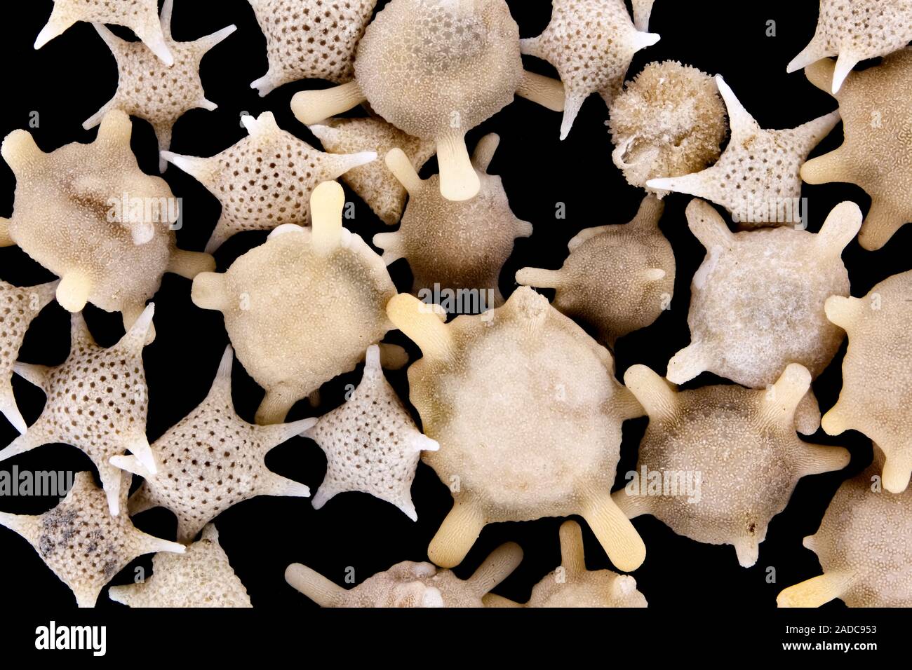 Foraminiferan shells. Macrophotograph of shells of Calcarina ...