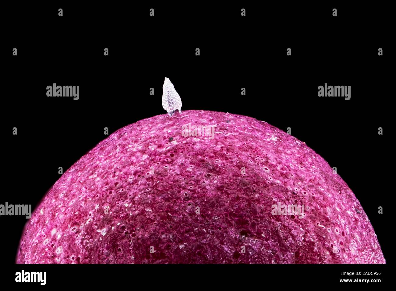 Radiolarian on a matchstick. Macrophotograph of a single shell of a ...