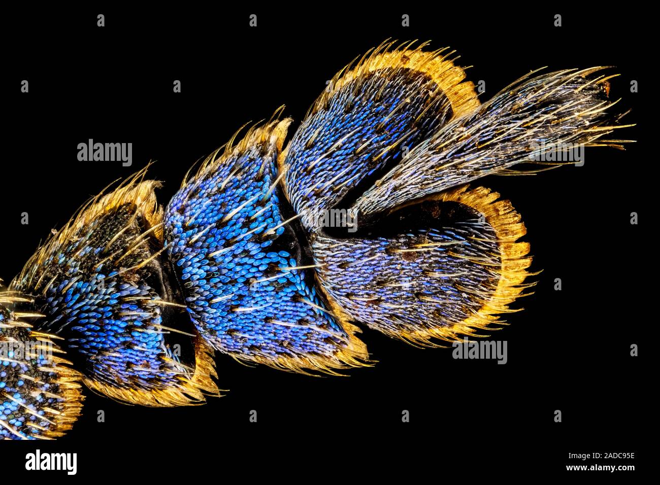 Weevil leg. Macrophotograph of the upper side of a leg of a Eupholus ...