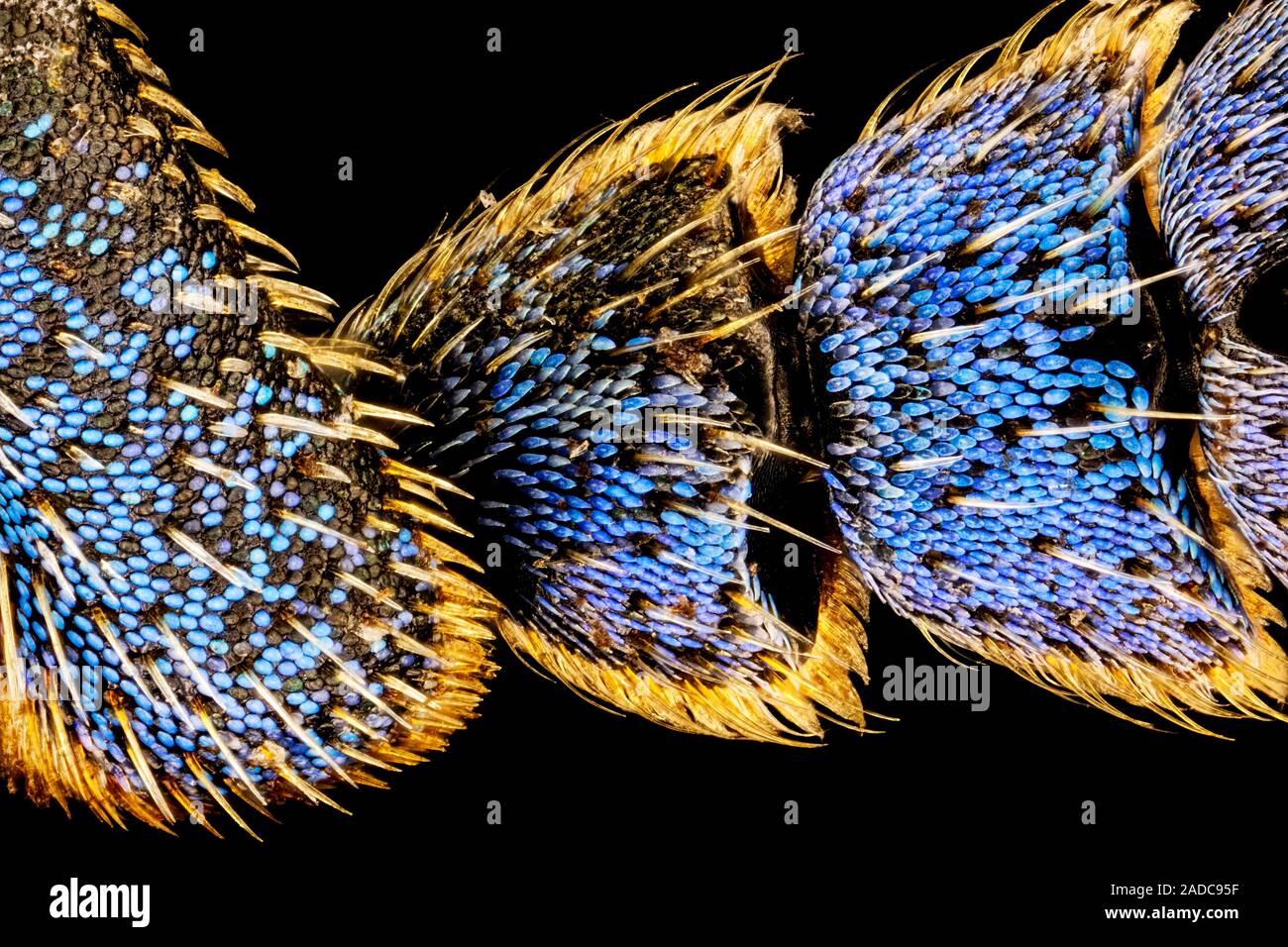 Weevil leg. Macrophotograph of the upper side of a leg of a Eupholus ...