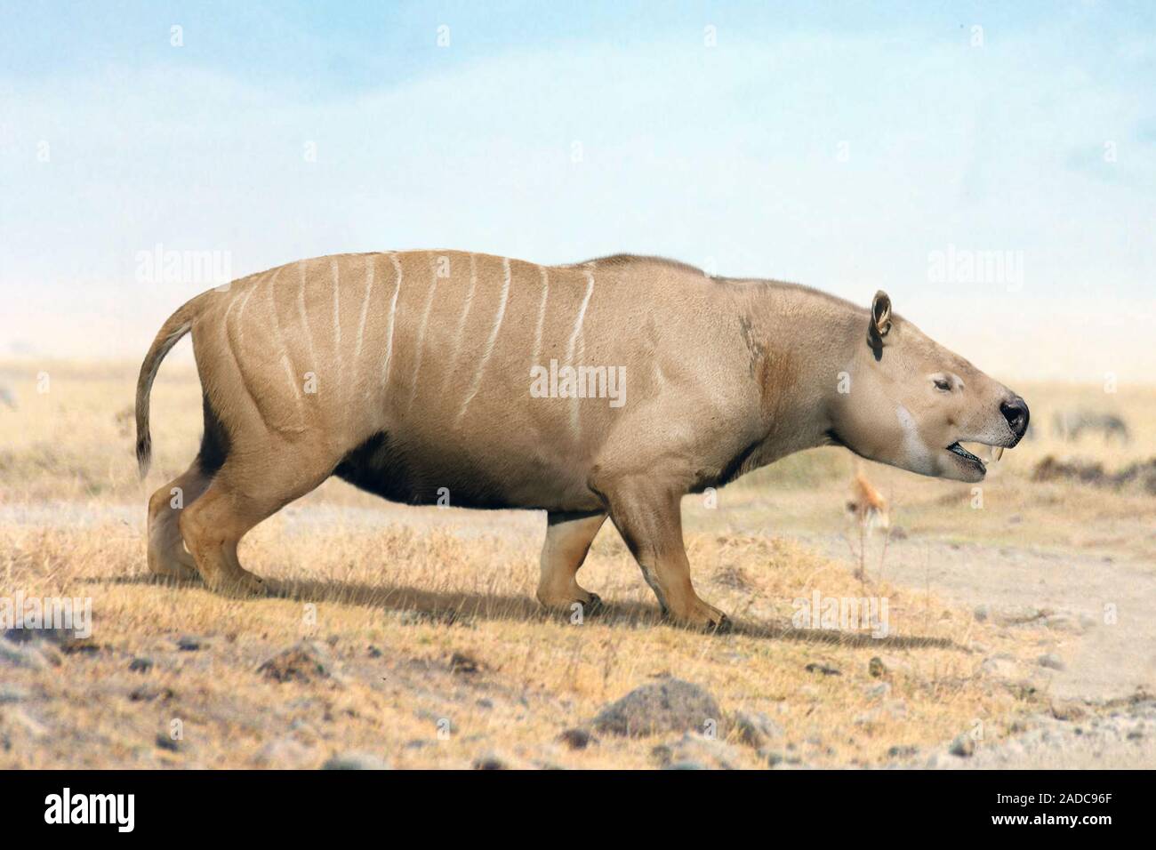 Adinotherium. Illustration and photo-reconstruction of the South ...
