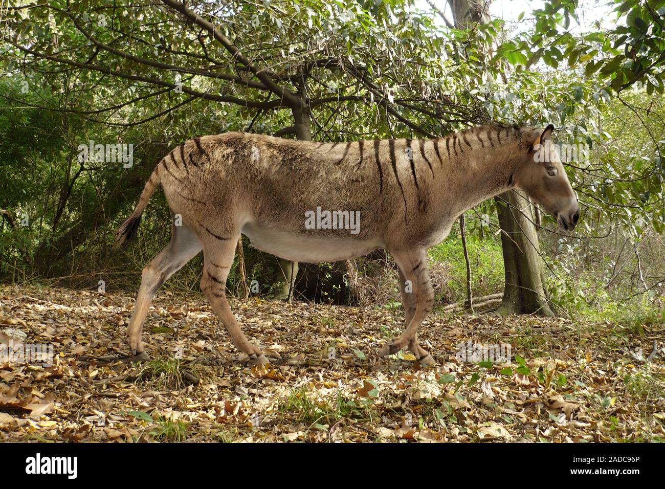 Anchitherium. Illustration and photo-reconstruction of this primitive ...