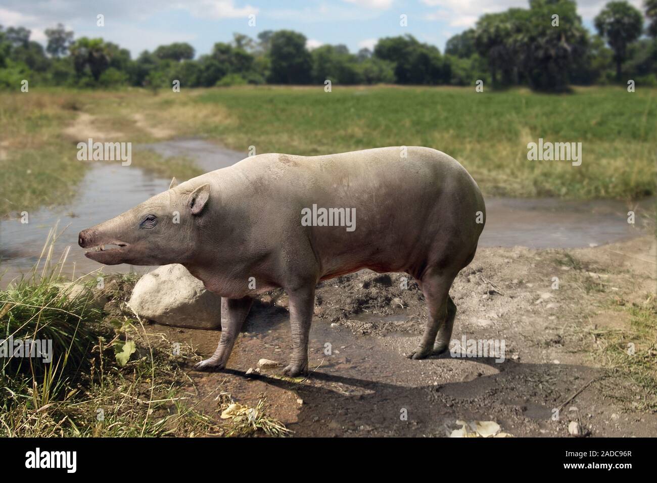 Anthracotherium was a genus of extinct artiodactyl ungulate mammals ...