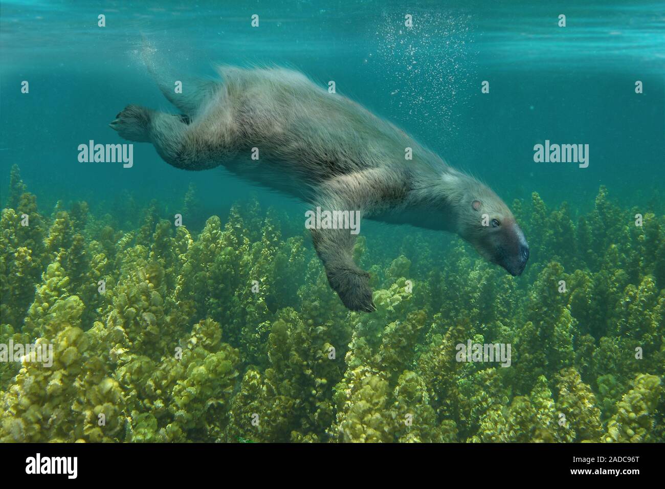 Marine sloth. Illustration and photo-reconstruction of the South ...
