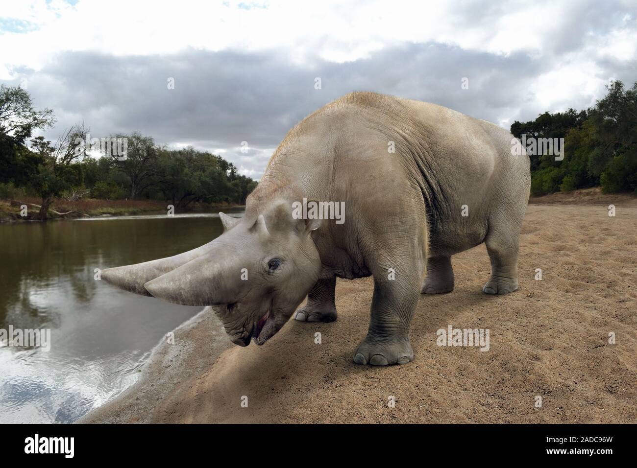 Arsinoitherium. Illustration and photo-reconstruction of the Arsinoitherium, an ancient species ...