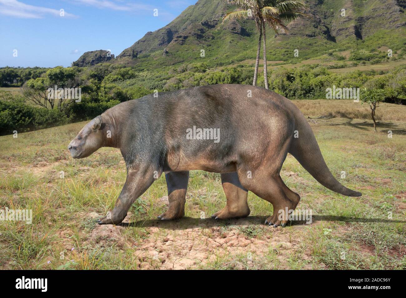 Barylambda faberi. Illustration and photo-reconstruction of the ...