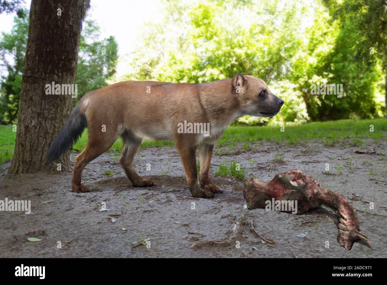 Borophagus diversidens. Illustration and photo-reconstruction of the ...